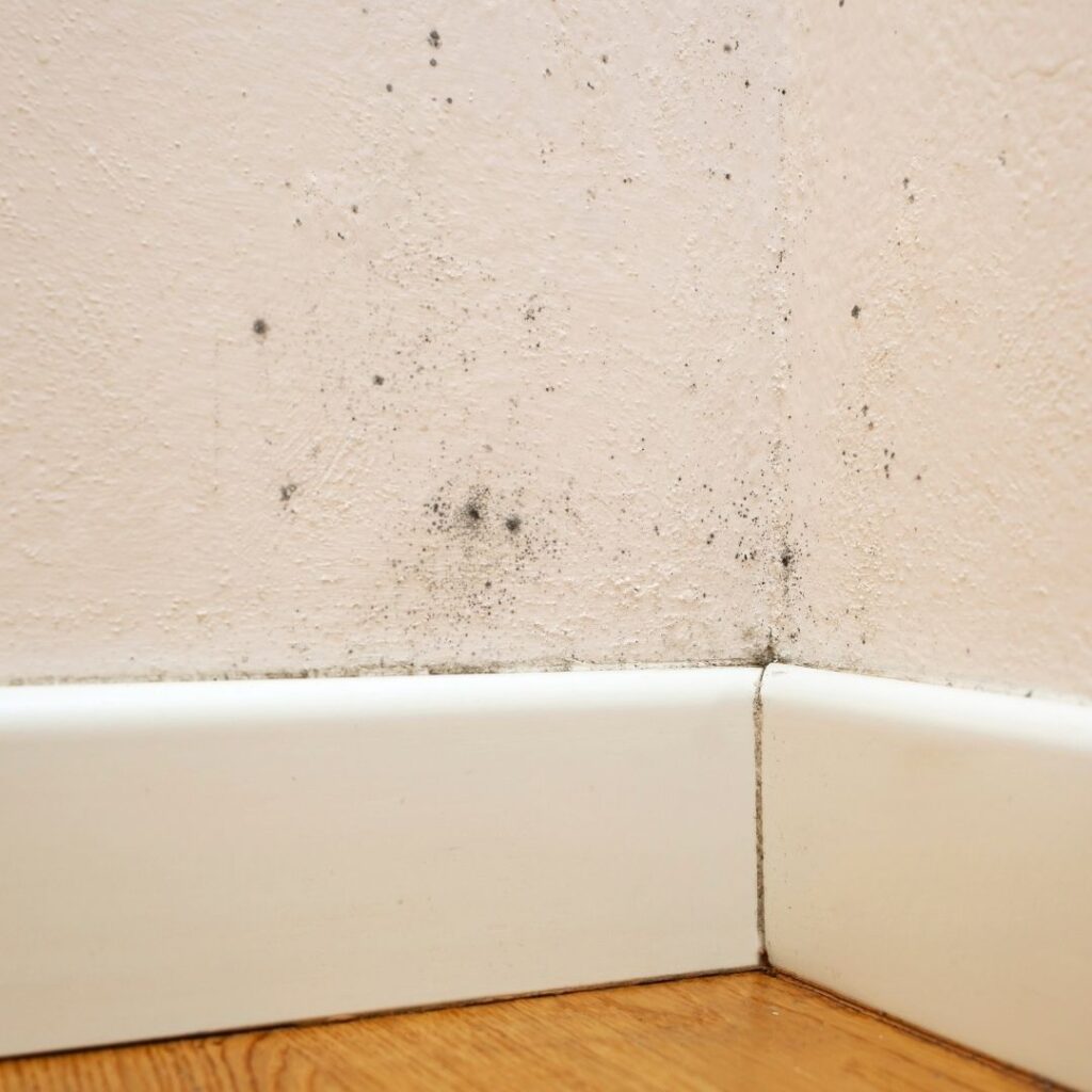Why Basement Mold is a Common Problem in Metro Detroit