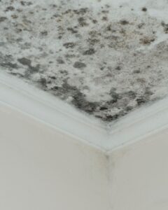Black Mold (Stachybotrys) and Other Common Indoor Molds